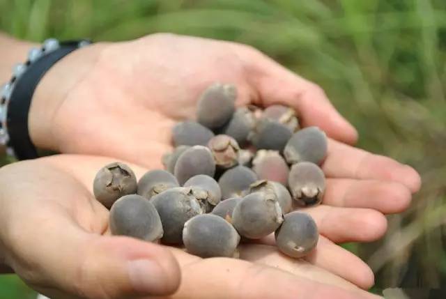 Kỉ Niệm Mùa Sim Chín - YBOX